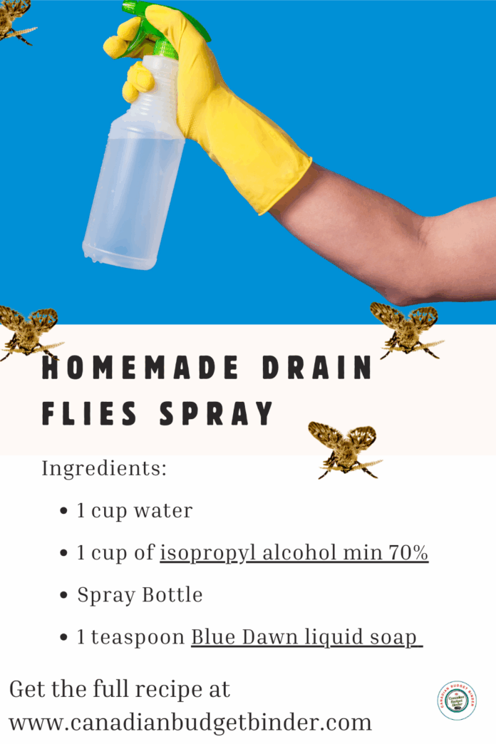 Drain Flies: How to Eliminate Them Naturally